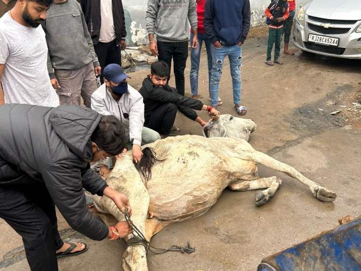 Unique initiative for protection of cows in Baran | बारां में गोवंश की ...