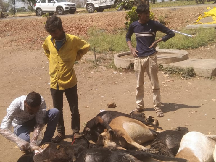 The case of the death of 13 goats