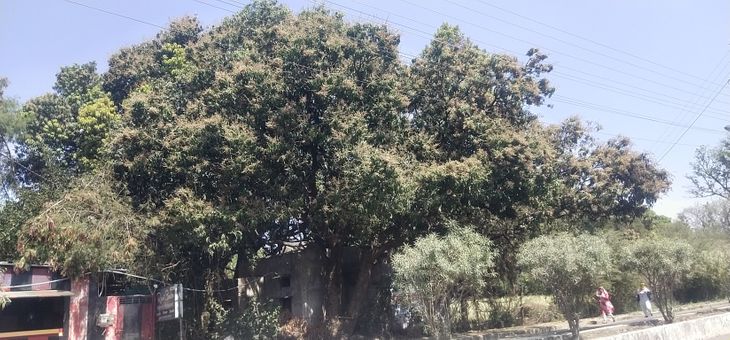 Every third year in the area, mango trees bloom in abundance, one tree ...
