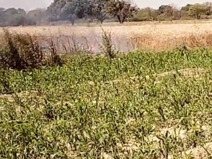 Wheat crop burnt due to falling of high tension wire 5 biswa crops ...
