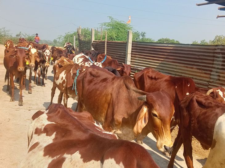 Cowherds will get reward in the milk cow competition | दुधारू गायों की ...