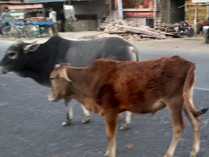Stray animals roaming on the roads in Gonda | गोंडा में सड़को पर घूम ...