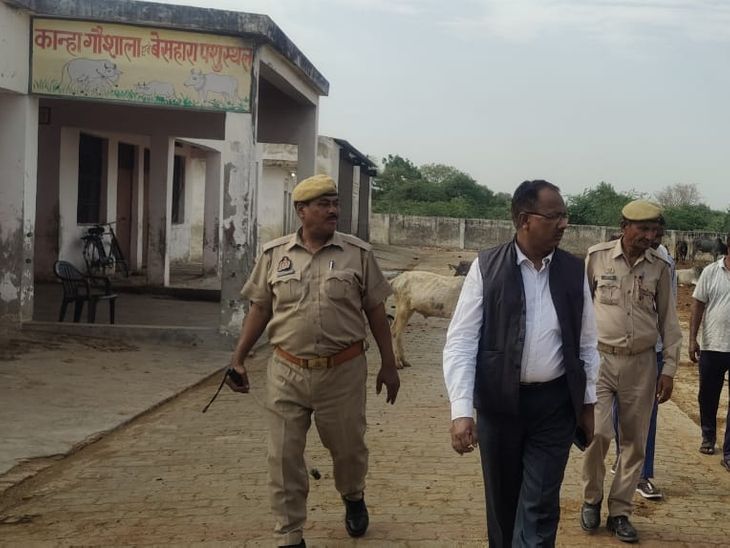 SDM strict on dirt and disorder in cowshed | गौशाला में गंदगी और ...