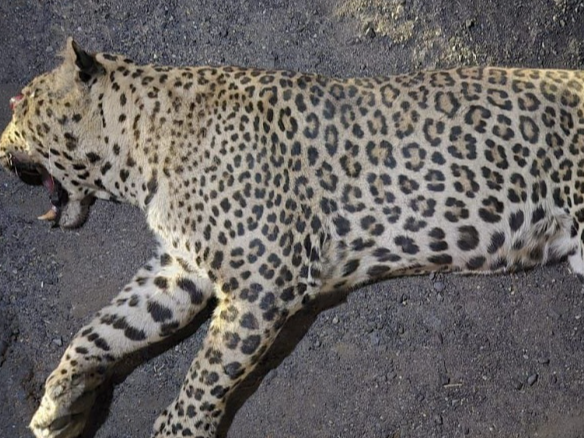 Leopard died after being hit by an unknown vehicle | पाली में सड़क पर ...