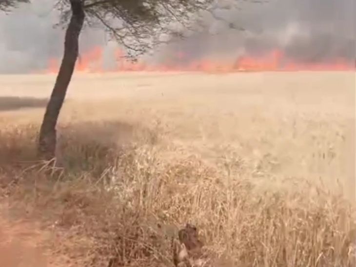 Fire broke out in 100 bigha area in Siroj-Lateri | सिरोंज-लटेरी में 100 ...