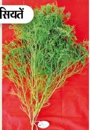 After 22 years, the state got a new variety of cumin, known as 'Jodhpur ...