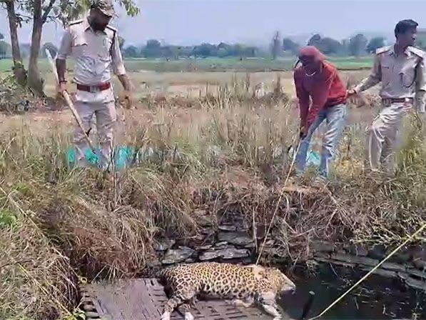 Leopard's death revealed