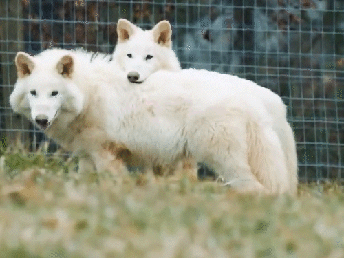 The return of the Dire Wolf, which became extinct 13 thousand years ago