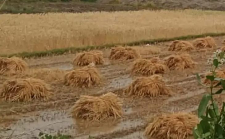Torrential rain in Darauli affects wheat | दरौली में मूसलधार बारिश से ...