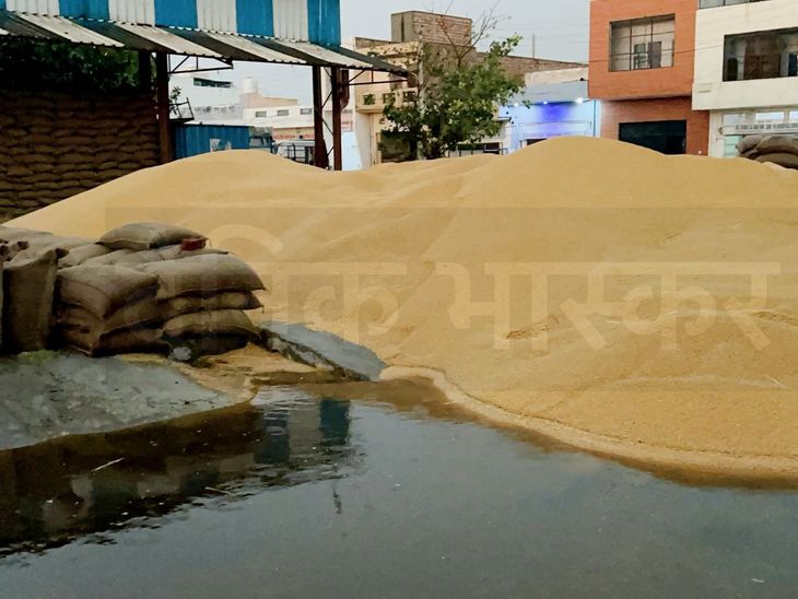 Hisar-Hansi-unseasonal-rain-damages-wheat-crop-mandi-update