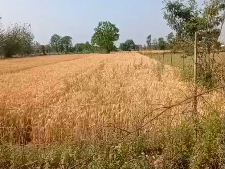 Rain brought coolness in the weather in Bijnor