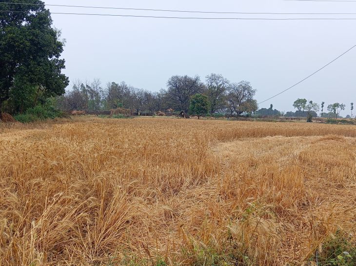 Weather changed in Samshi | सैमशी में मौसम बदला मिजाज: कटी फसल खेत में ...