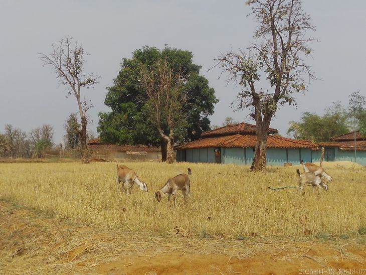 Naxal-affected Bodradar Tola in Babhani plunged into darkness | बभनी ...