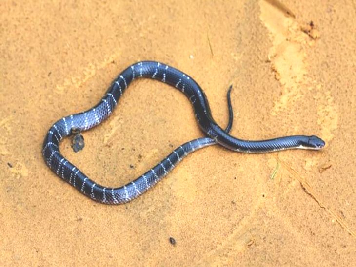 Jaisalmer Peevna Snake VIDEO | Peevna Sanp ki Jankari | Things to Do on ...