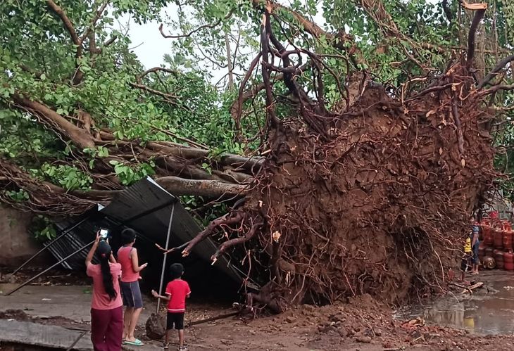 A 200-year-old giant banyan tree fell down in a storm