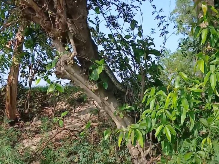 20 foot long python emerged from Dudhwa Tiger Reserve | दुधवा टाइगर ...