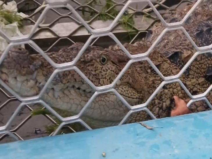Rajasthan Kota CV Garden Crocodile captured in cage after 13 days Cage ...