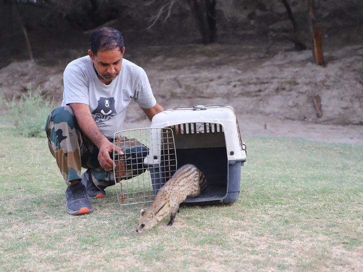 Two civets found in a 30-foot deep borewell in Mathura