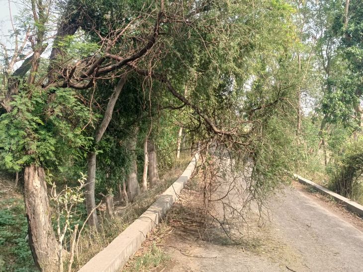 Acacia tree fallen on road | सड़क पर गिरा बबूल का पेड़: ककरहा-सीकरी ...