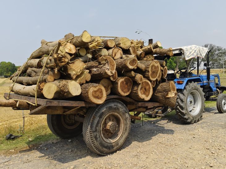 Illegal timber smuggling racket busted