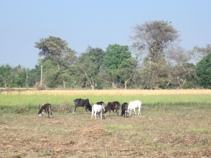 Terror of stray animals in Dhakiya Devi | ढकिया देवी में छुट्टा जानवरों ...