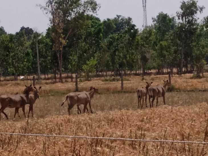 Nilgais pose threat to crops in Mawaiya Rahmatgarh | मवइया रहमतगढ़ में ...