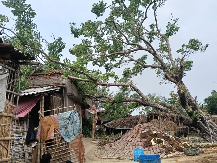 A huge peepal tree fell on a house due to the storm, the house got ...
