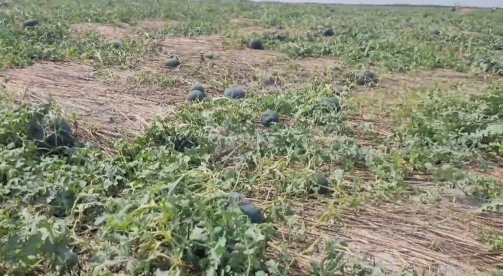 The picture has changed with the cultivation of watermelon on the land ...