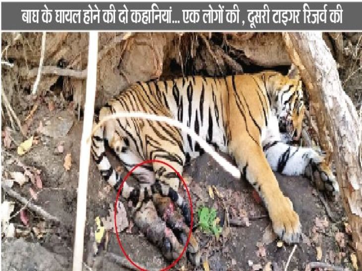 A tiger killed a hunter who was caught in a trap. He was injured for 20 ...