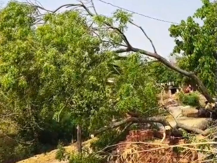 A tree fell on the power line due to the storm