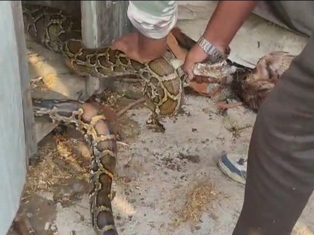 10 foot long python emerged from Dudhwa Tiger Reserve | दुधवा टाइगर ...
