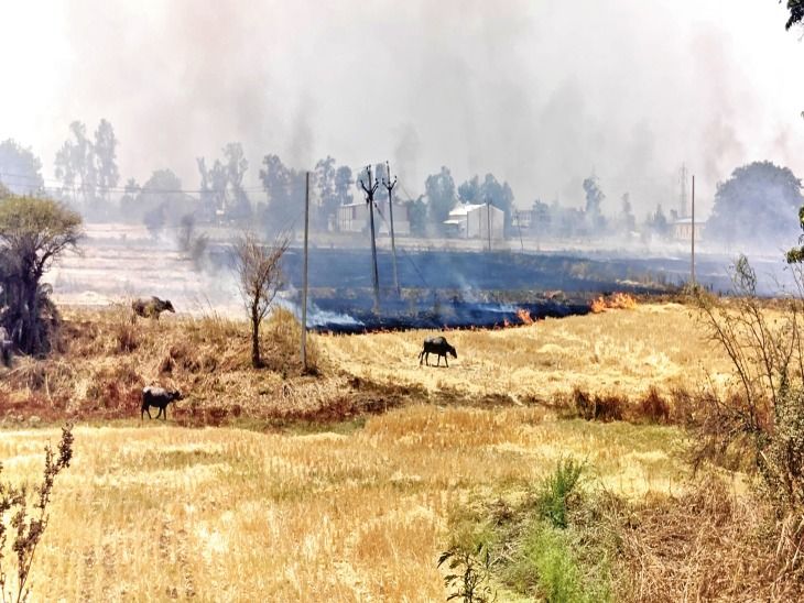 Order to impose a fine of 15 thousand rupees for burning stubble...