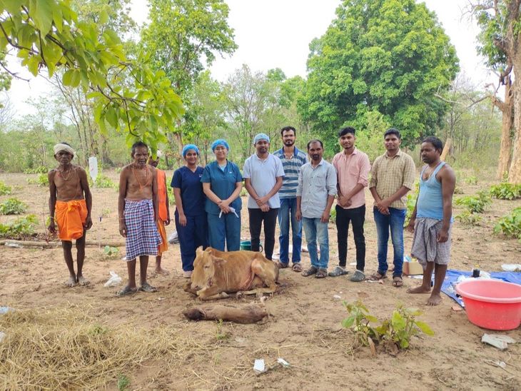 Caesarean operation of cow in inaccessible forest
