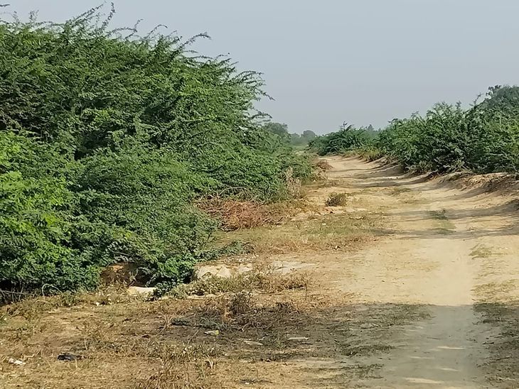 Pits and bushes on the track of Sharda Canal