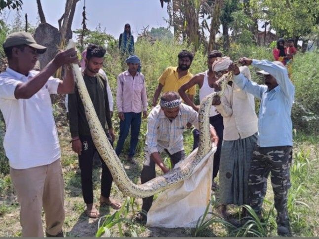 15 foot long python emerged from Dudhwa Tiger Reserve | दुधवा टाइगर ...
