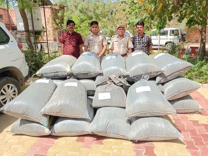 450 kg poppy husk seized in Balotra | बालोतरा में 450 किलो डोडा पोस्त ...