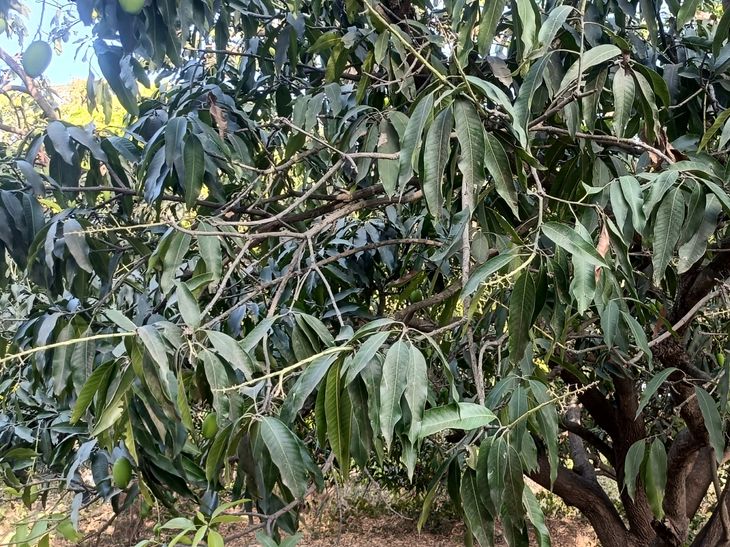 Infestation of pests in mango orchards of Kakori