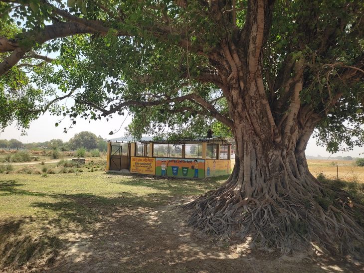 RCC made adjacent to peepal tree | पीपल के पेड़ से सटाकर बना आरसीसी ...