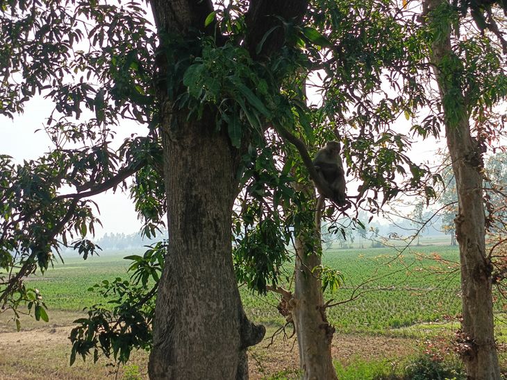 Monkeys causing havoc in three villages of Barabanki | बाराबंकी के तीन ...
