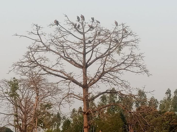 A unique sight seen in Belwa village