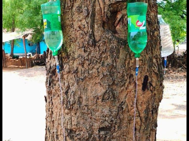 Drip system installed on drying trees | सूखते पेड़ों पर लगाया ड्रीप ...