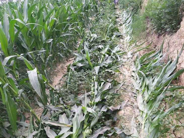 Damage caused by driving a tractor into the standing corn crop