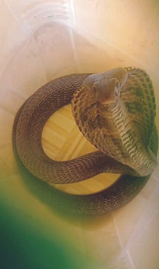 A cobra sitting behind a teapot was caught in the kitchen | किचन में ...