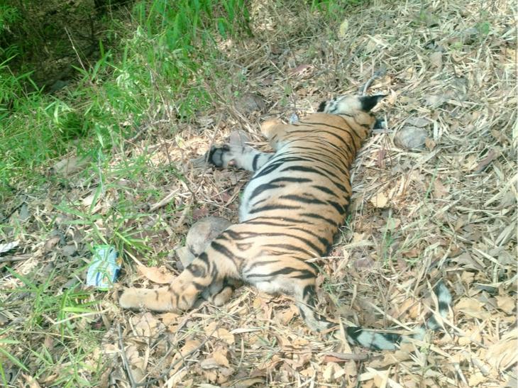 Tiger died in a road accident
