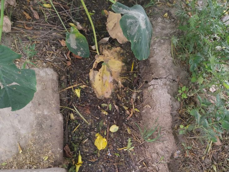 Swachhata Mission neglected in Bikapur, Ayodhya | अयोध्या के बीकापुर ...
