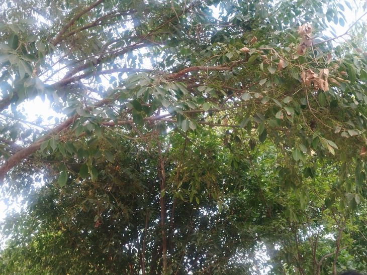 Farend tree is a boon for farmers