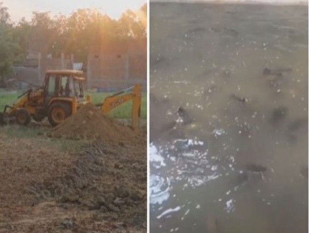 Stock of banned Thai Mangur fish caught in Amethi | अमेठी में ...