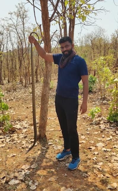 More than 300 snakes were released safely into the forest | 300 से ...
