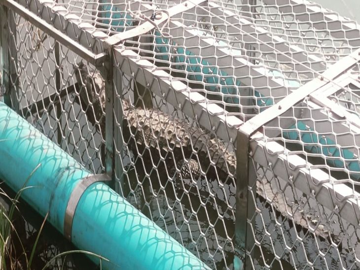 Rajasthan Kota rural area Khatauli Banjari village pond crocodile ...