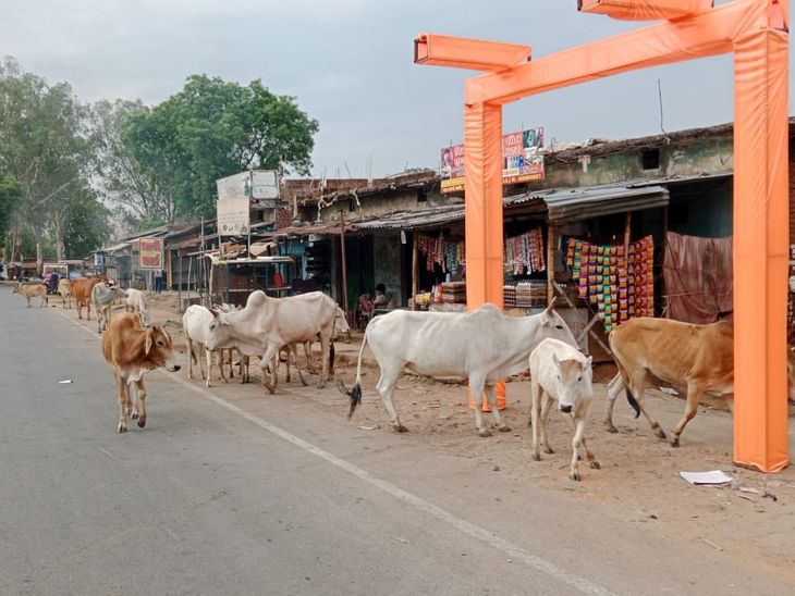 Terror of stray animals in Babhani | बभनी में आवारा पशुओं का आतंक ...